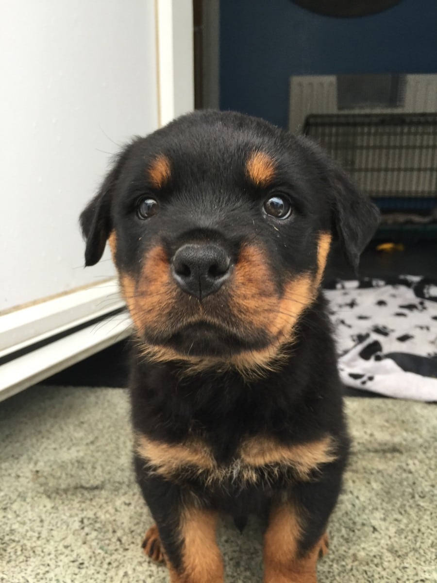 New members of the Jenkins Canine Services Team. - Jenkins Canine Services